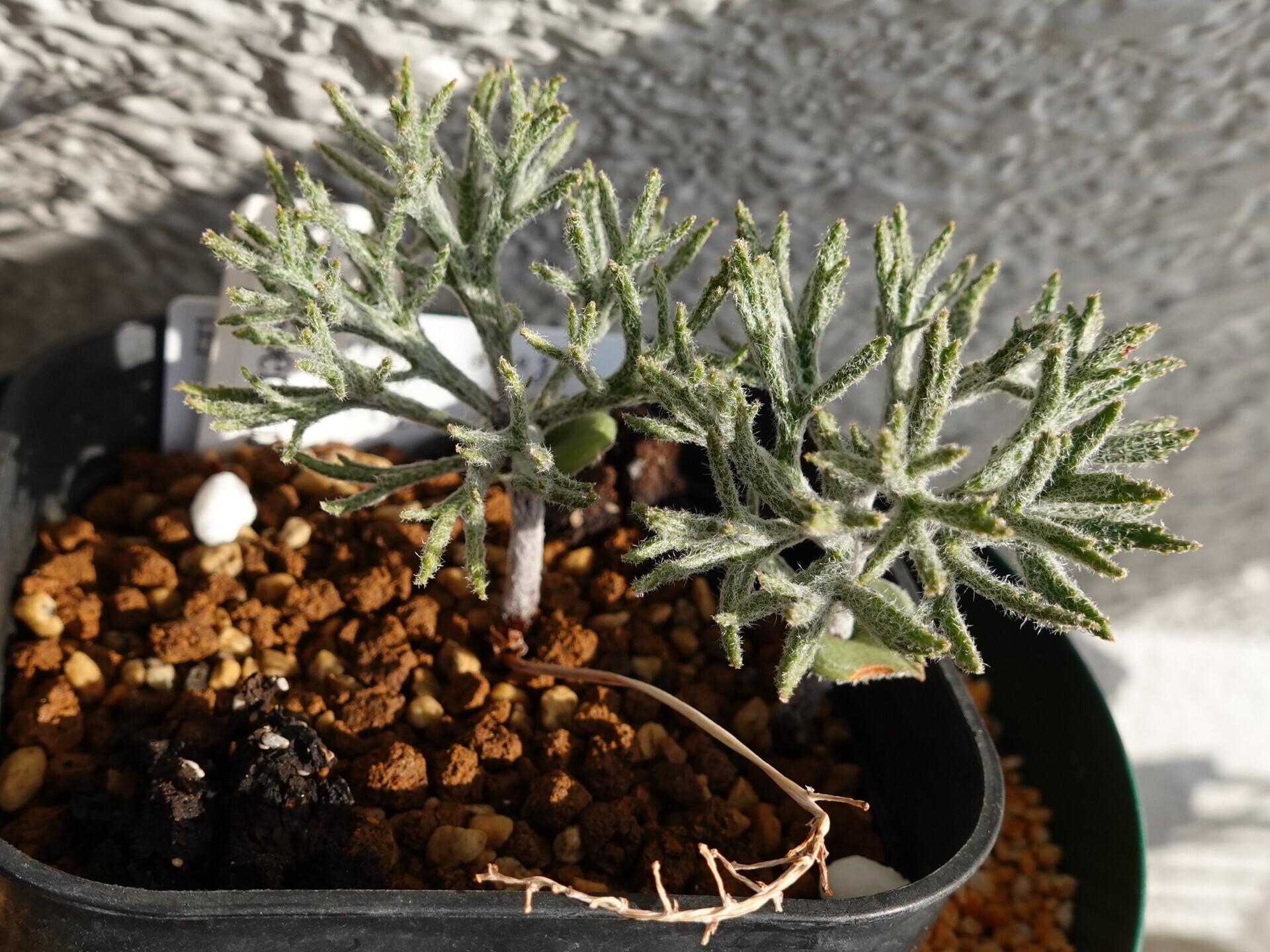 №878 Eriospermum dregeiに花芽、、。。: 雲南の蘭を楽しむ